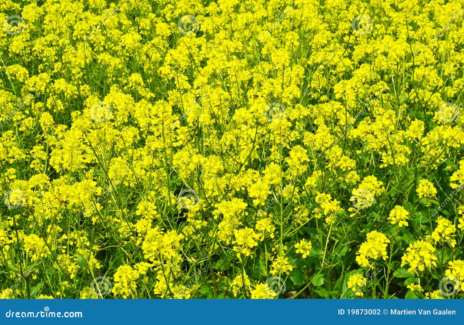 Colza flowers. stock photo. Image of agriculture, rural - 19873002
