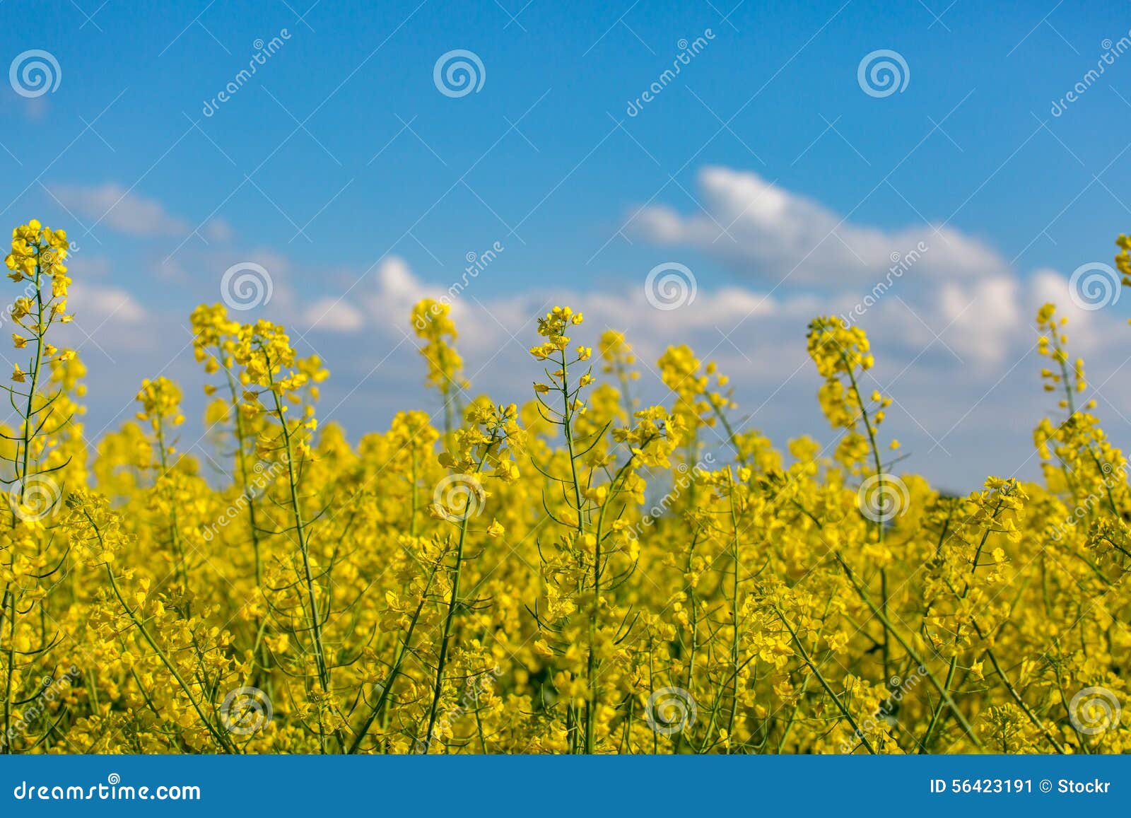 Colza flowers stock image. Image of crop, outdoor, colorful - 56423191