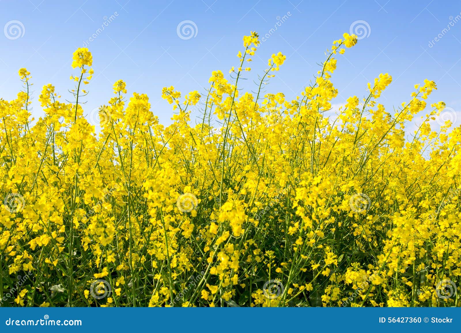 Colza flowers stock photo. Image of fresh, nature, blossom - 56427360