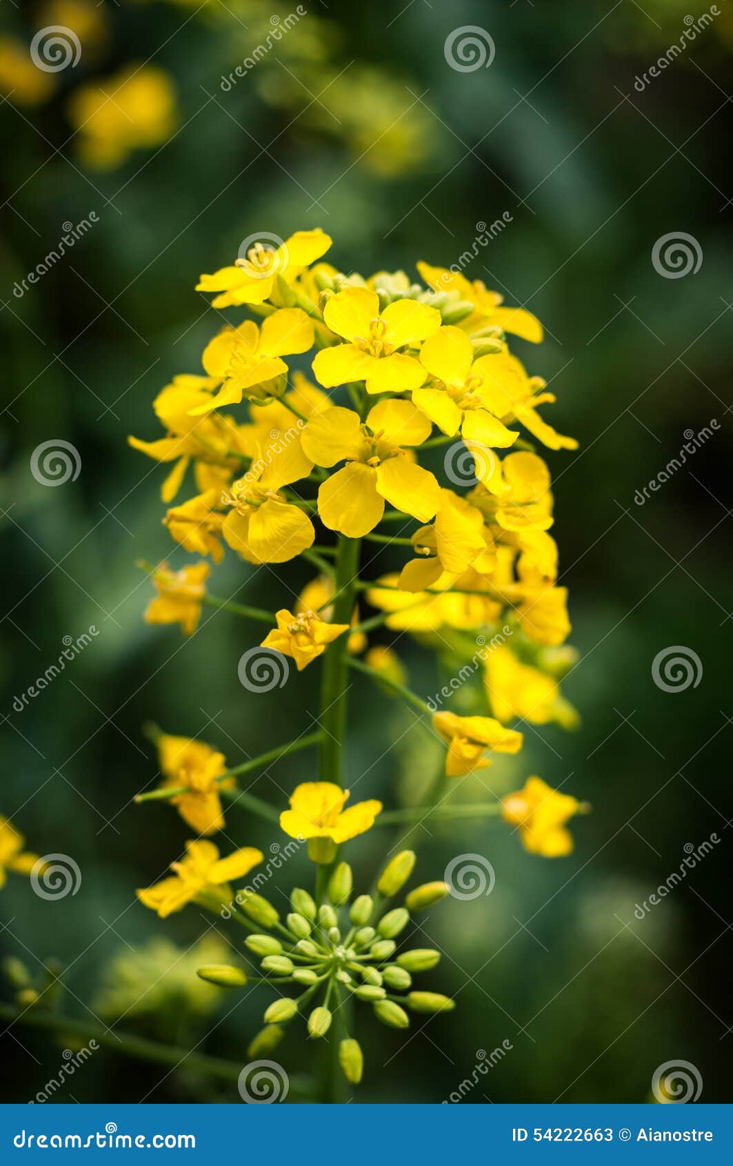 The Colza Flowers stock image. Image of scene, culture - 54222663