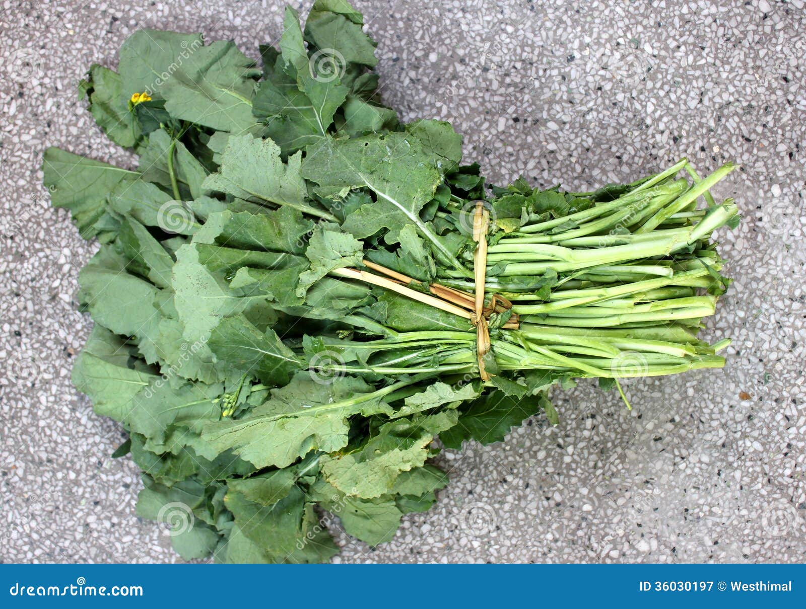 Colza indien, sarson jaune image stock. Image du herbe - 36030197