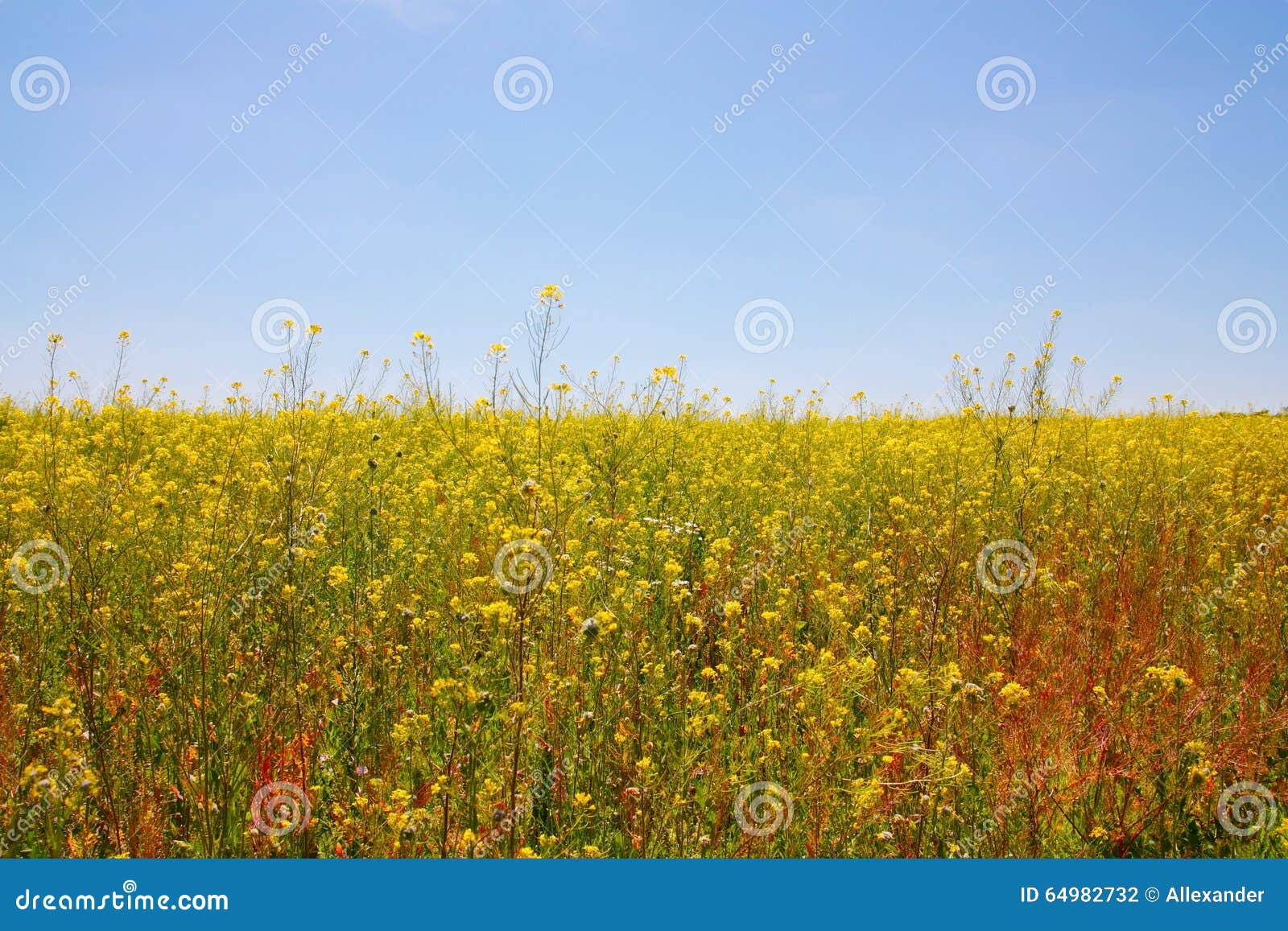 Colza stock photo. Image of wildflowers, green, winter - 64982732