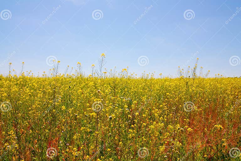 Colza stock photo. Image of wildflowers, green, winter - 64982732