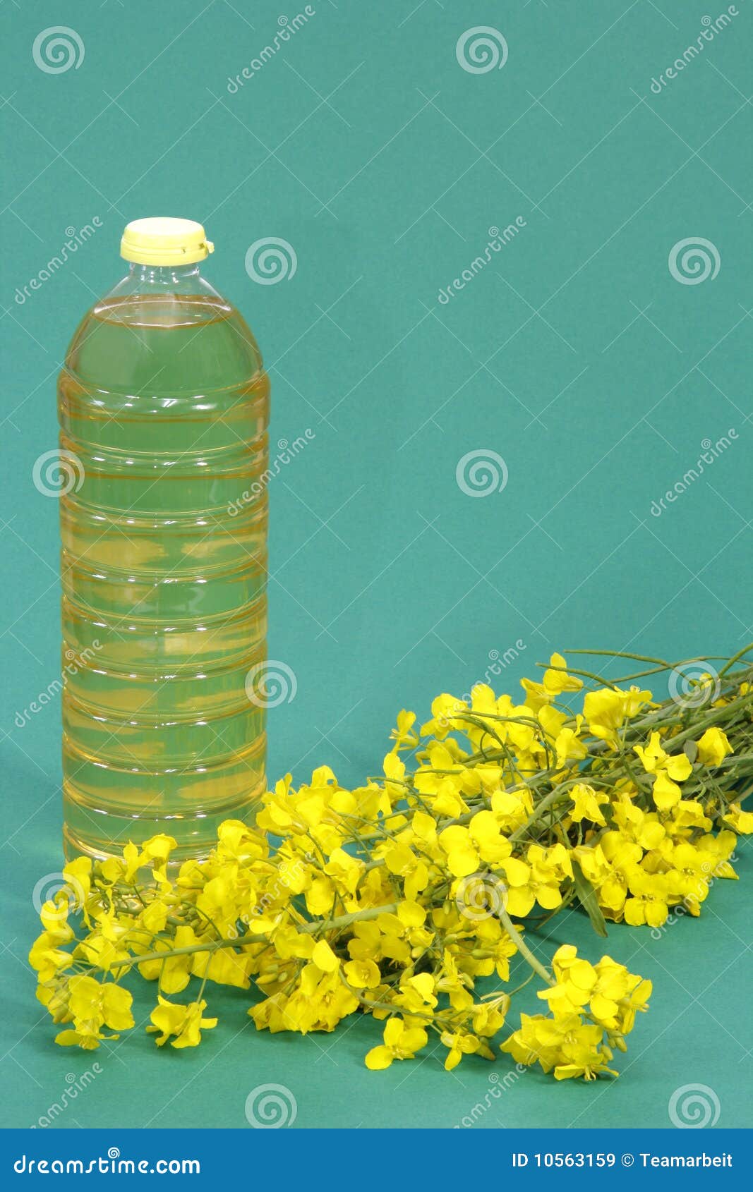 Colza oil stock image. Image of salad, cooking, yellow - 10563159
