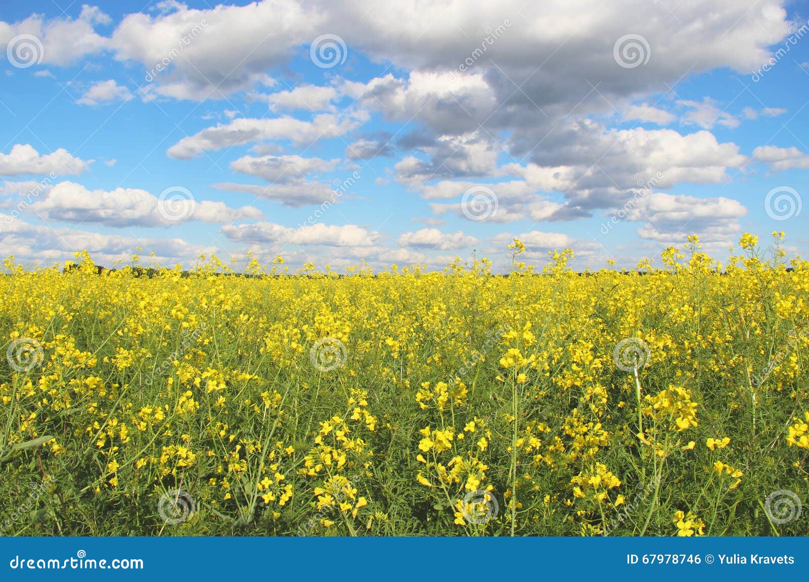 Colza Yellow Field and Blue Sky with Light Clouds Stock Photo - Image ...