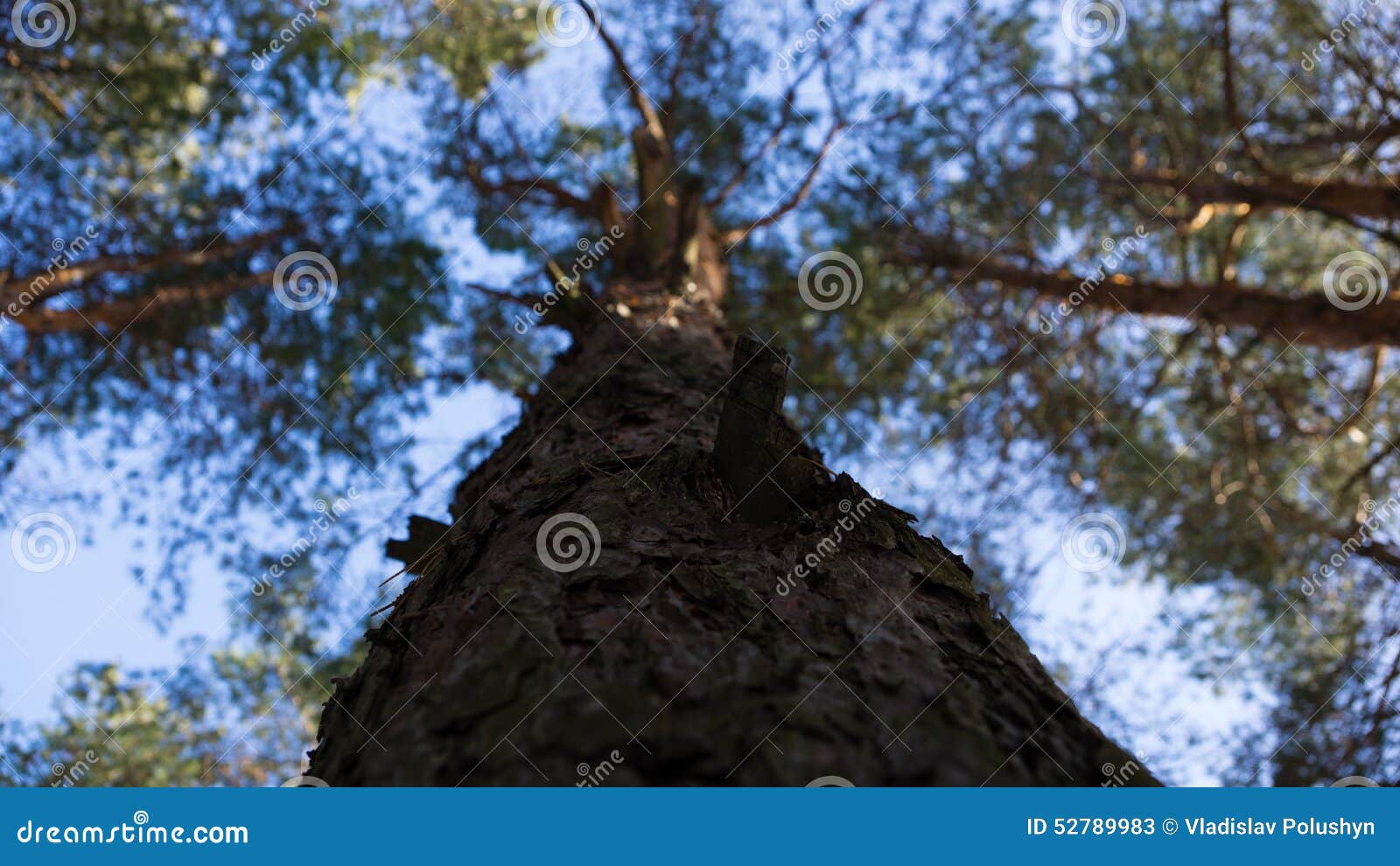 Coma stock image. Image of growing, coma, branch, tree - 52789983