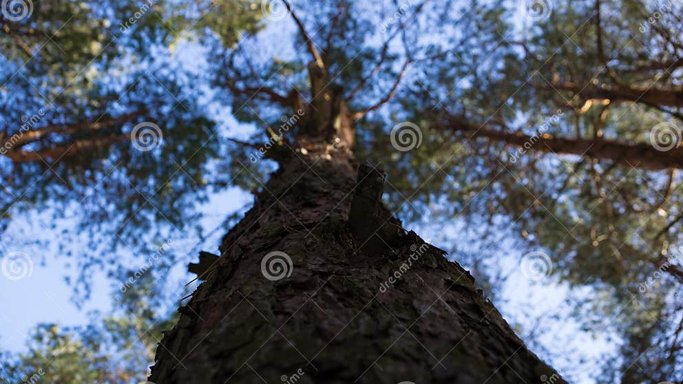 Coma stock image. Image of growing, coma, branch, tree - 52789983