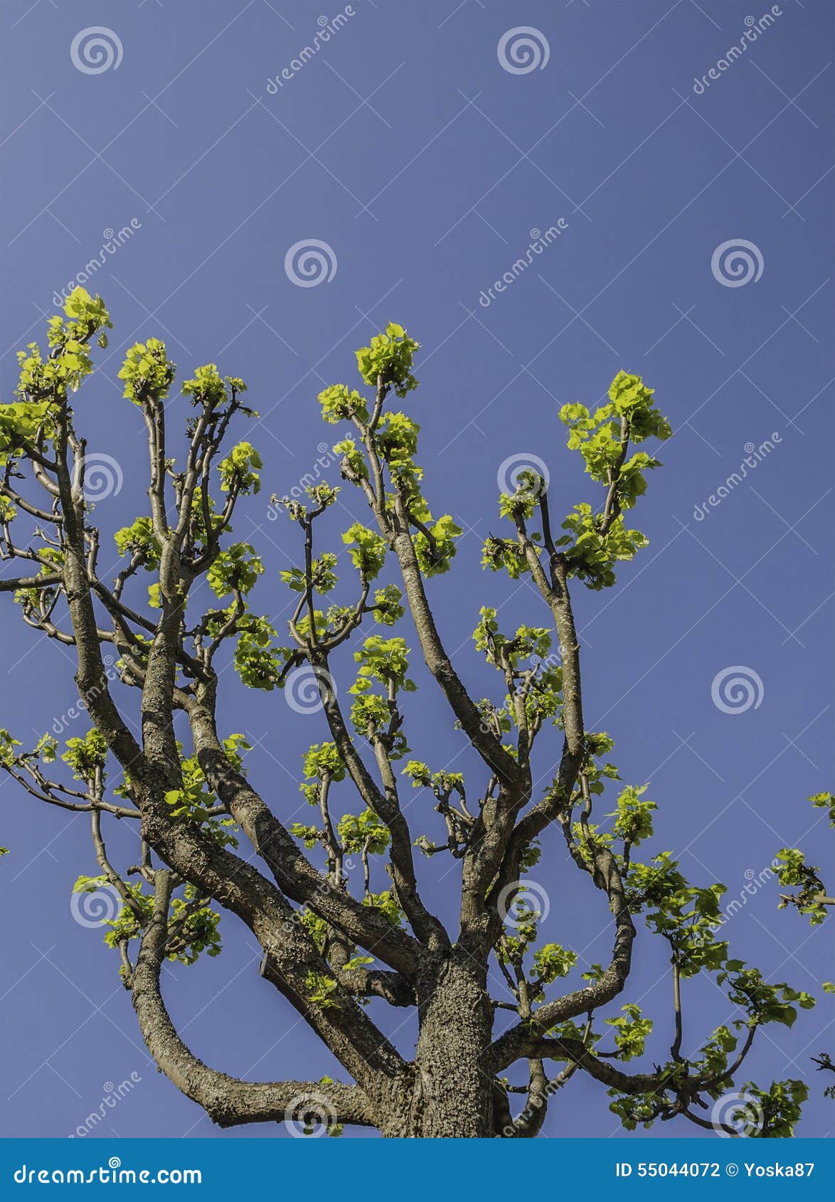 Coma stock photo. Image of park, bush, flowering, coma - 55044072