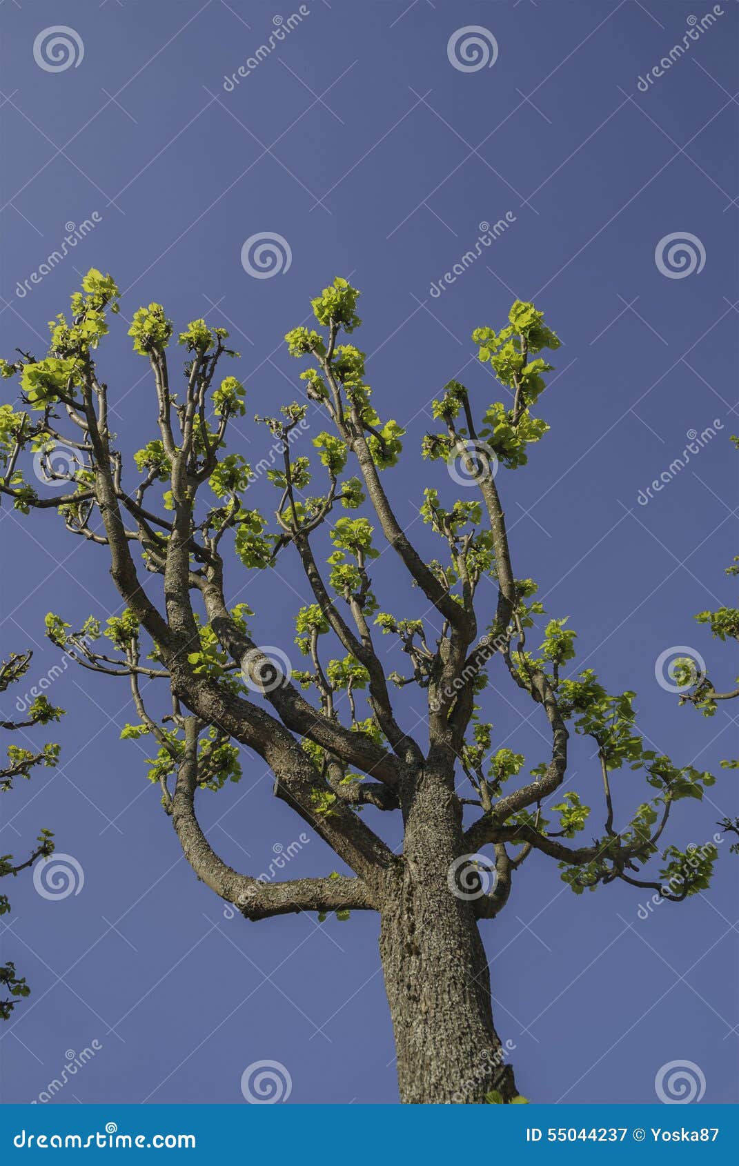 Coma stock image. Image of leisure, blue, branch, flowering - 55044237