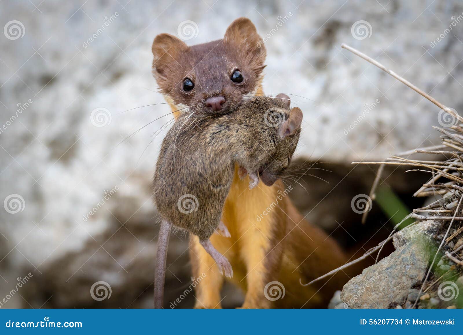Comadreja Atada Larga Con El Ratón Foto de archivo - Imagen de afuera ...