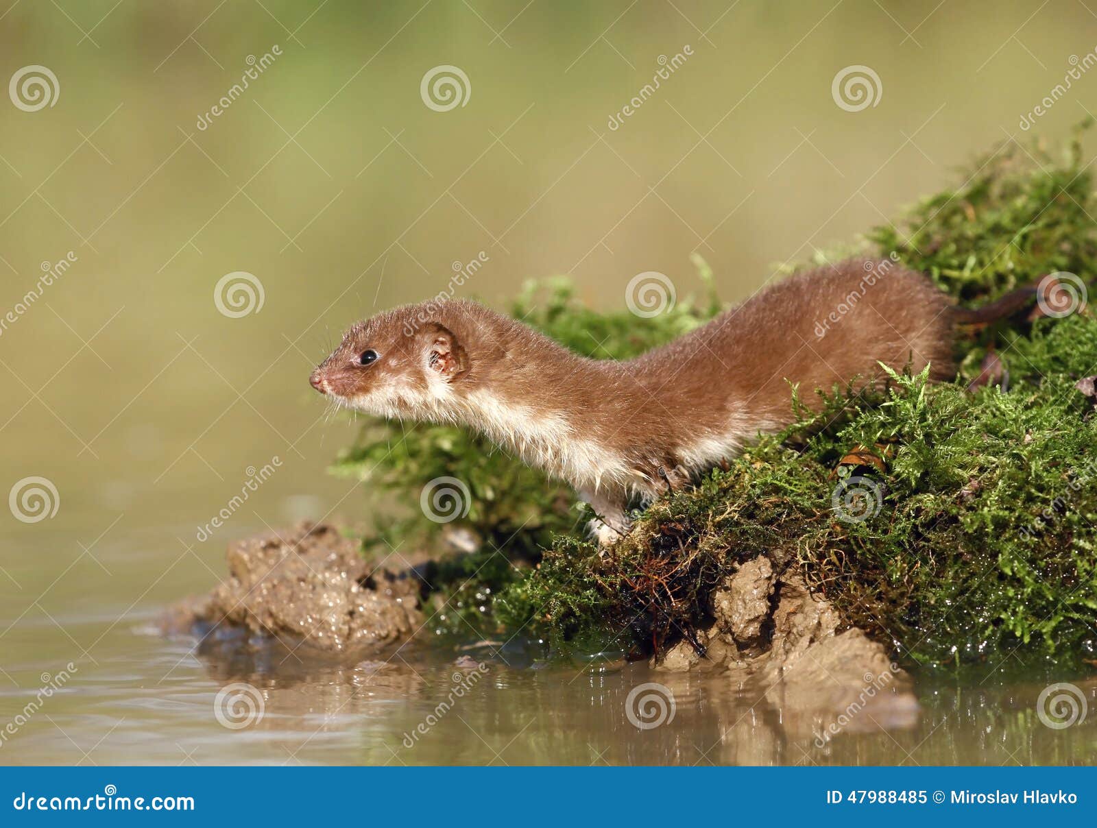 Comadreja por el agua imagen de archivo. Imagen de animal - 47988485