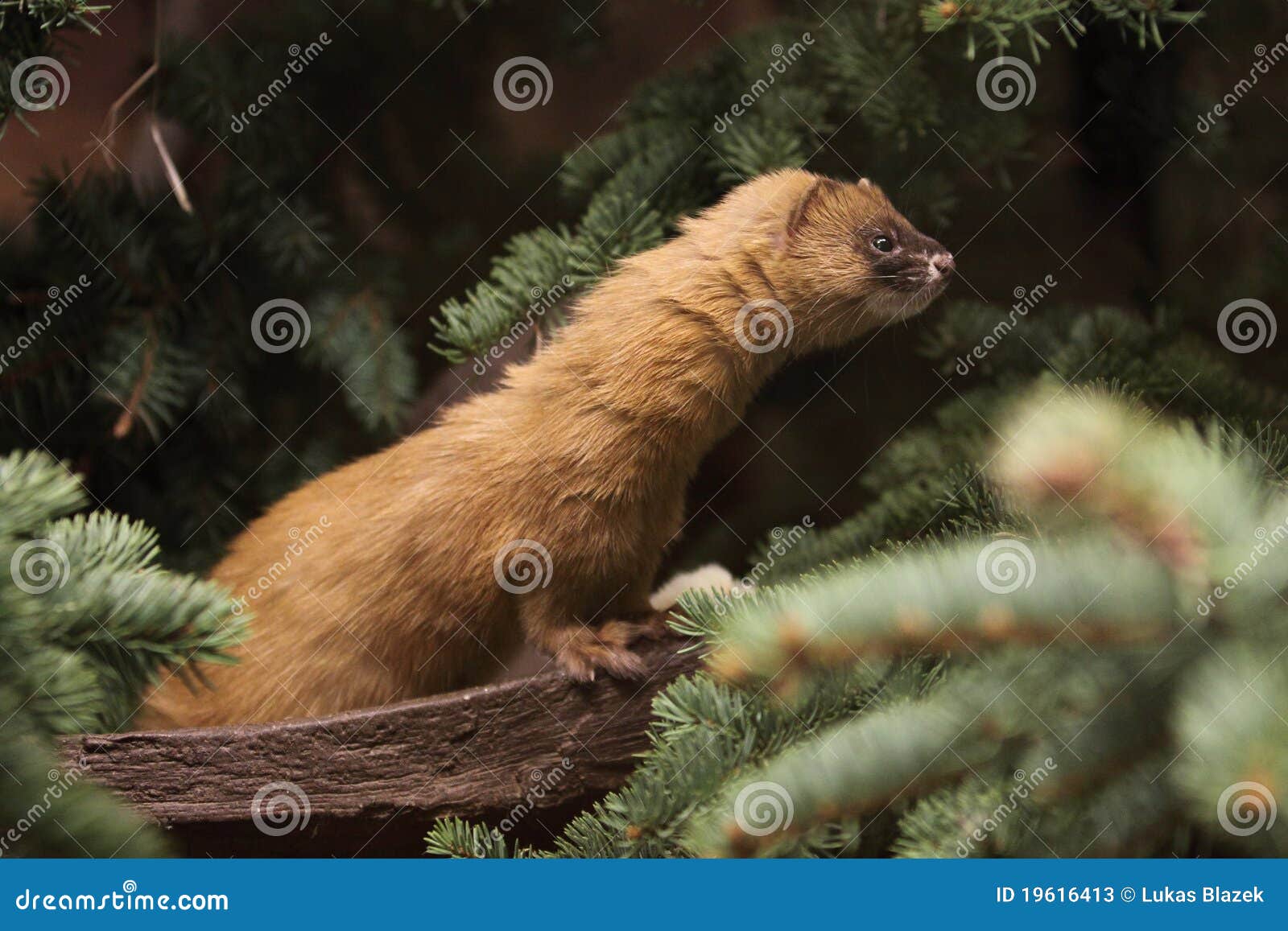 Comadreja siberiana imagen de archivo. Imagen de animal - 19616413