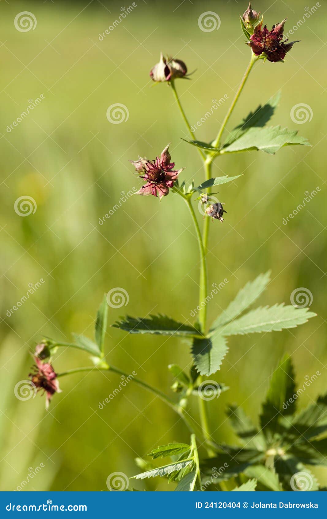 Comarum Palustre Or Potentilla Palustris Medicinal Plant, Known By The ...