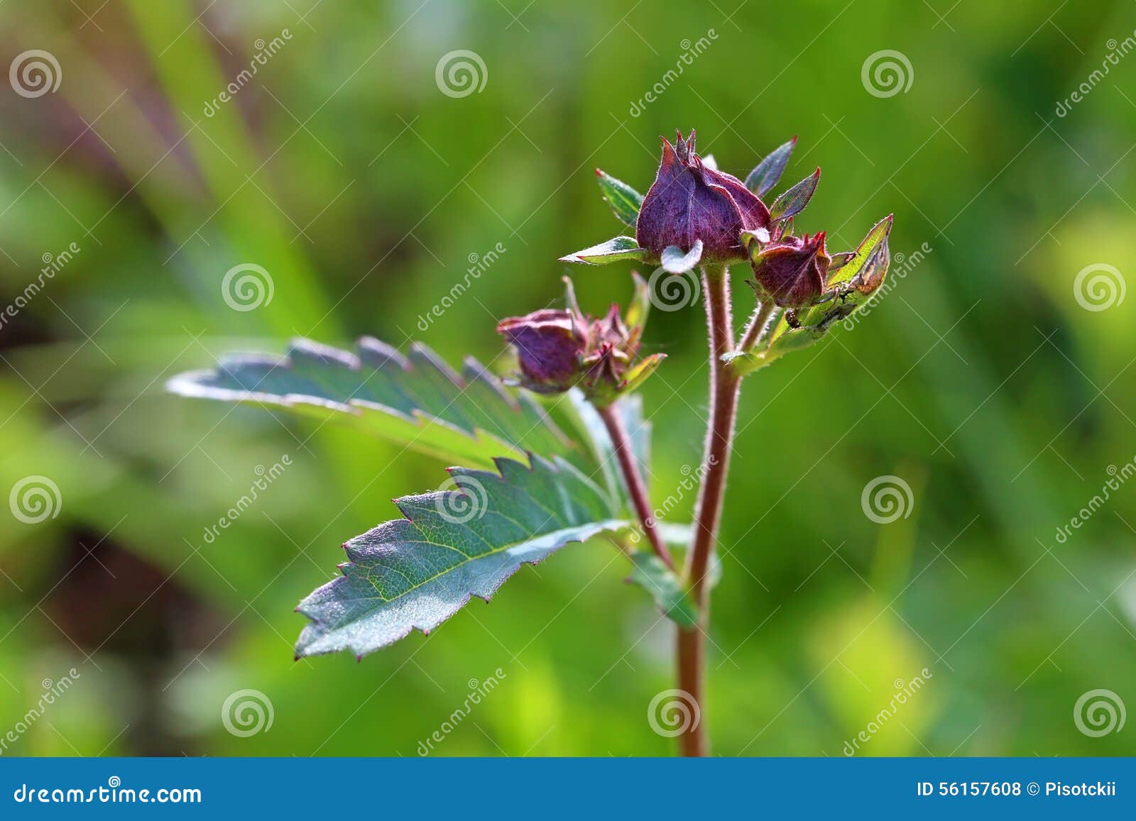 Comarum palustre L. (1753) stock photo. Image of family - 56157608
