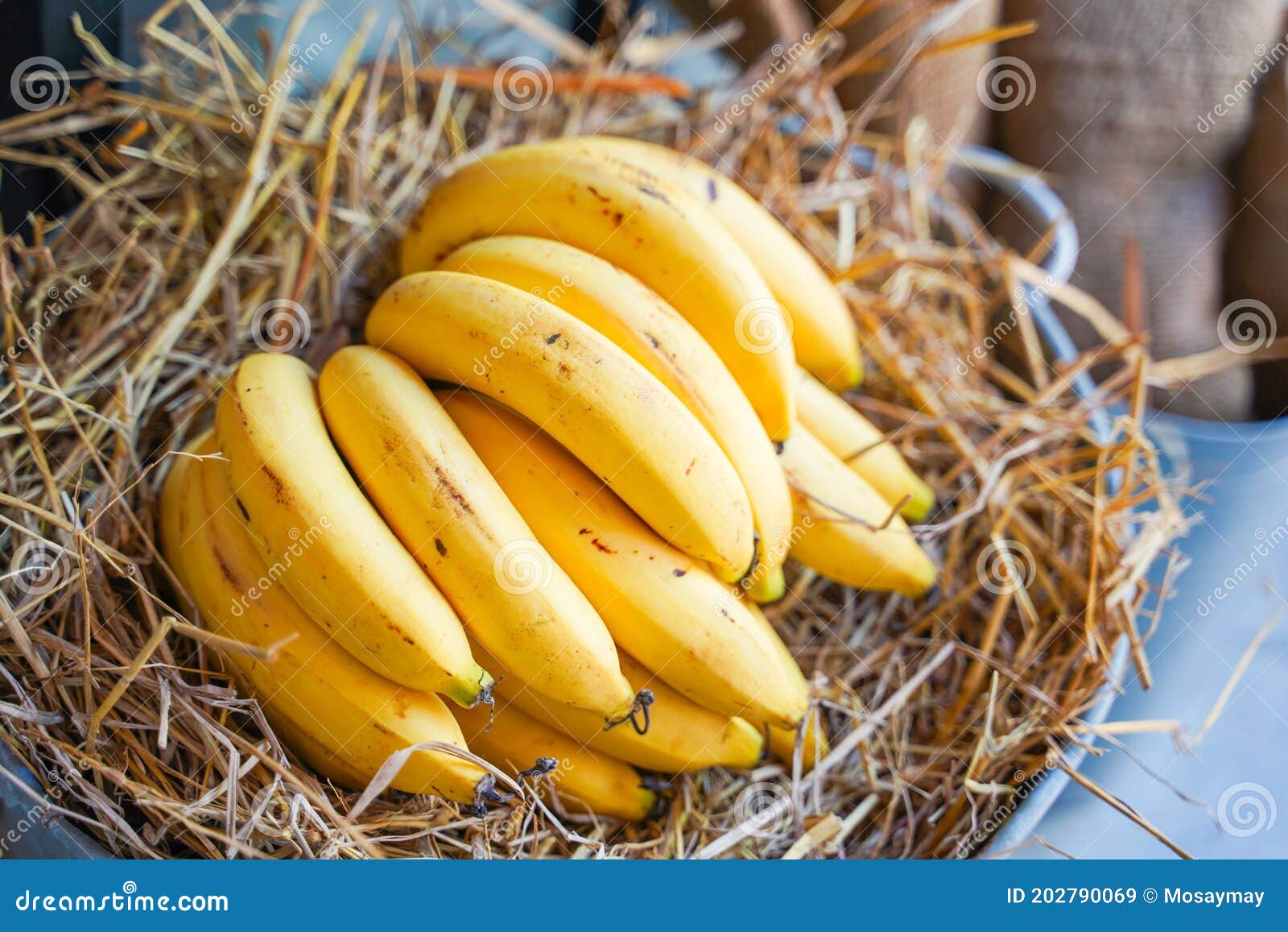 A Comb of Bananas Fresh from Garden Stock Image - Image of crop, fresh ...