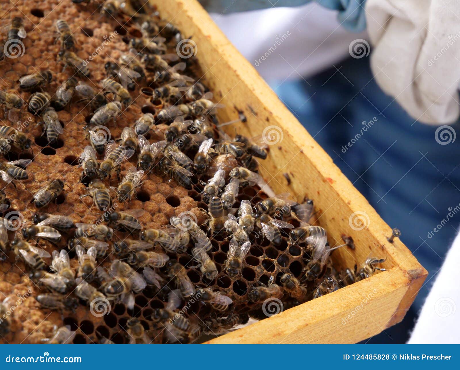 Comb with bee brood stock photo. Image of background - 124485828