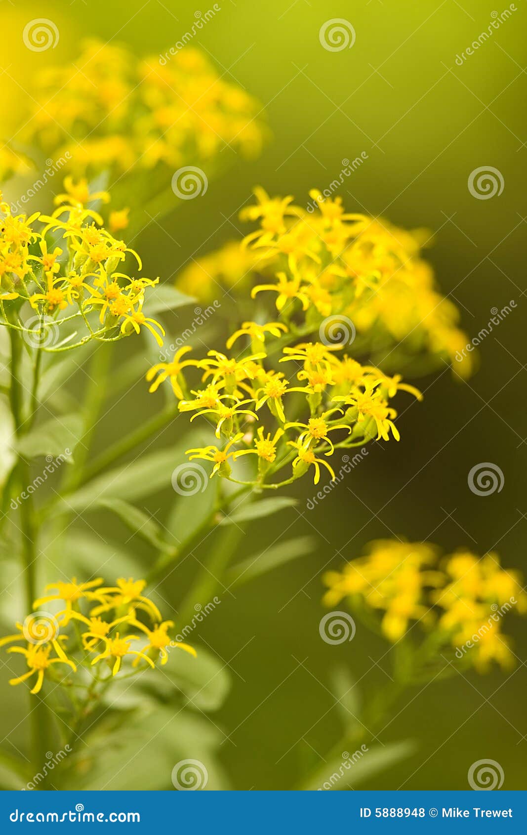 Comb Draba stock photo. Image of summer, flower, oligosperma - 5888948