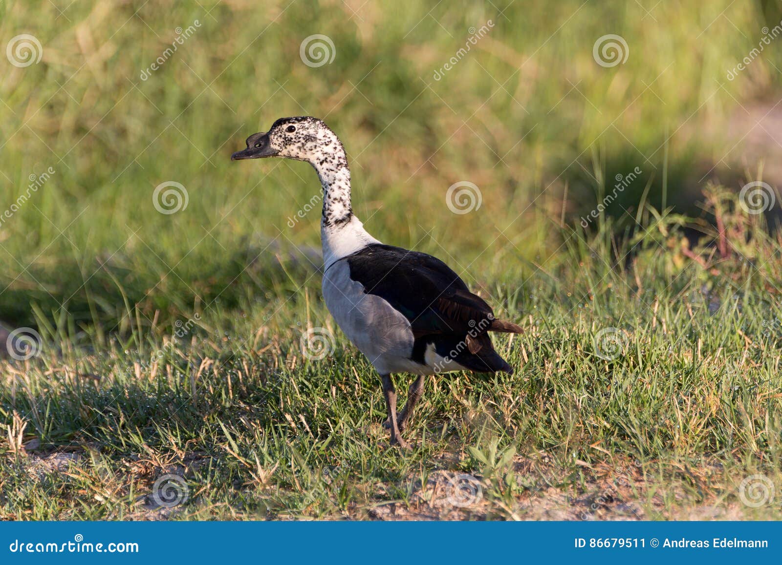 Comb Duck stock image. Image of sarkidiornis, hump, ducks - 86679511