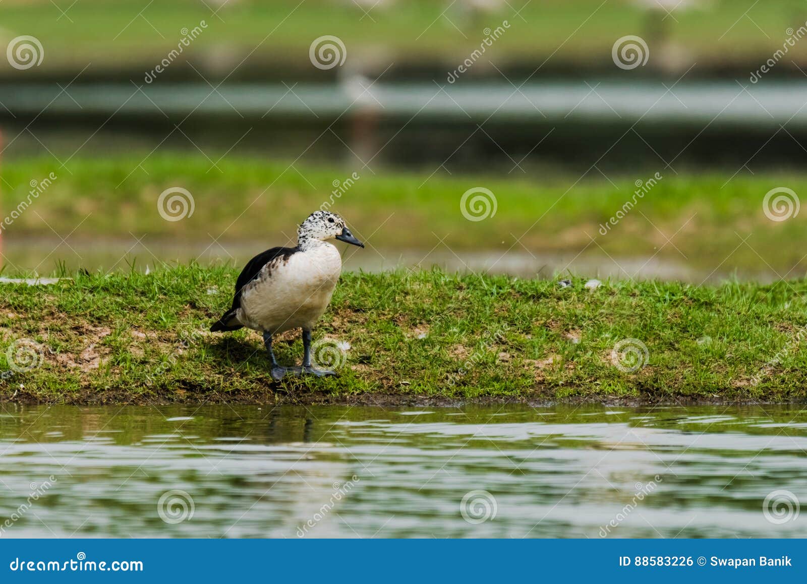 Comb Duck stock photo. Image of wildlife, nature, waterfowl - 88583226