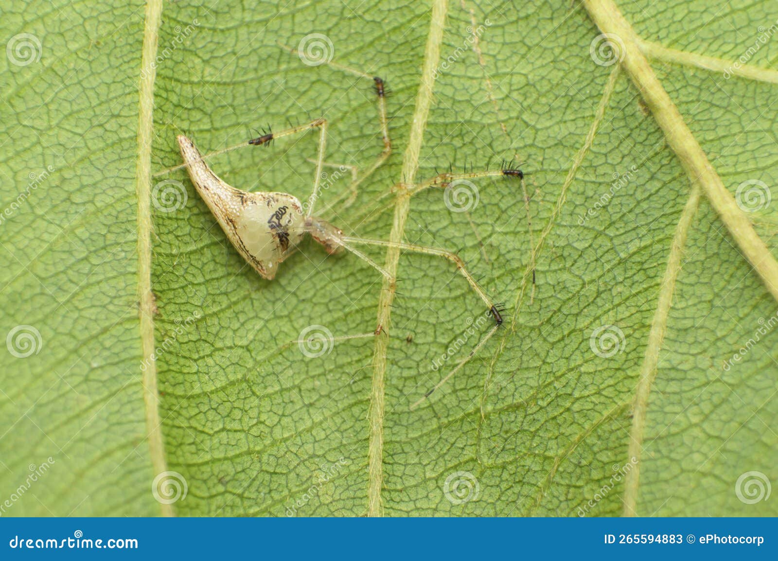 Comb Footed Spider - Meotipa Sp. , Resting Under Leaf, Amba , Kolhapur ...