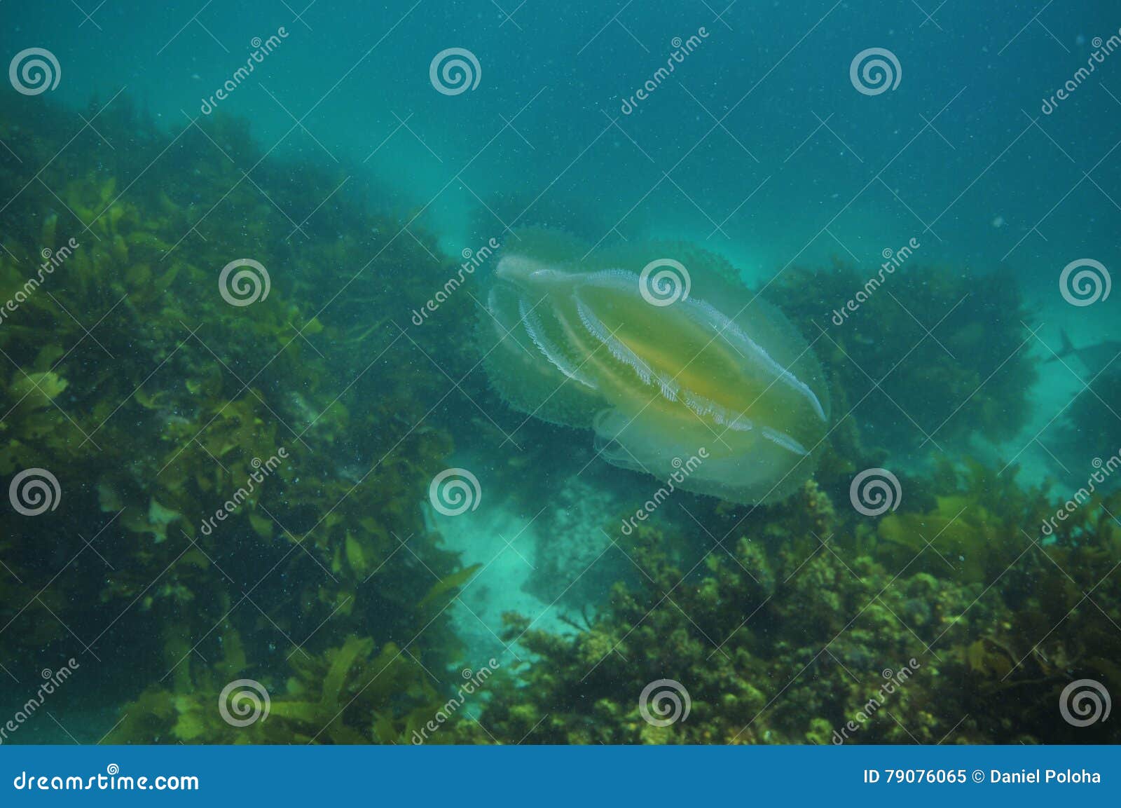 Comb Jelly Above Kelp Forest Stock Image - Image of algae, vegetation ...