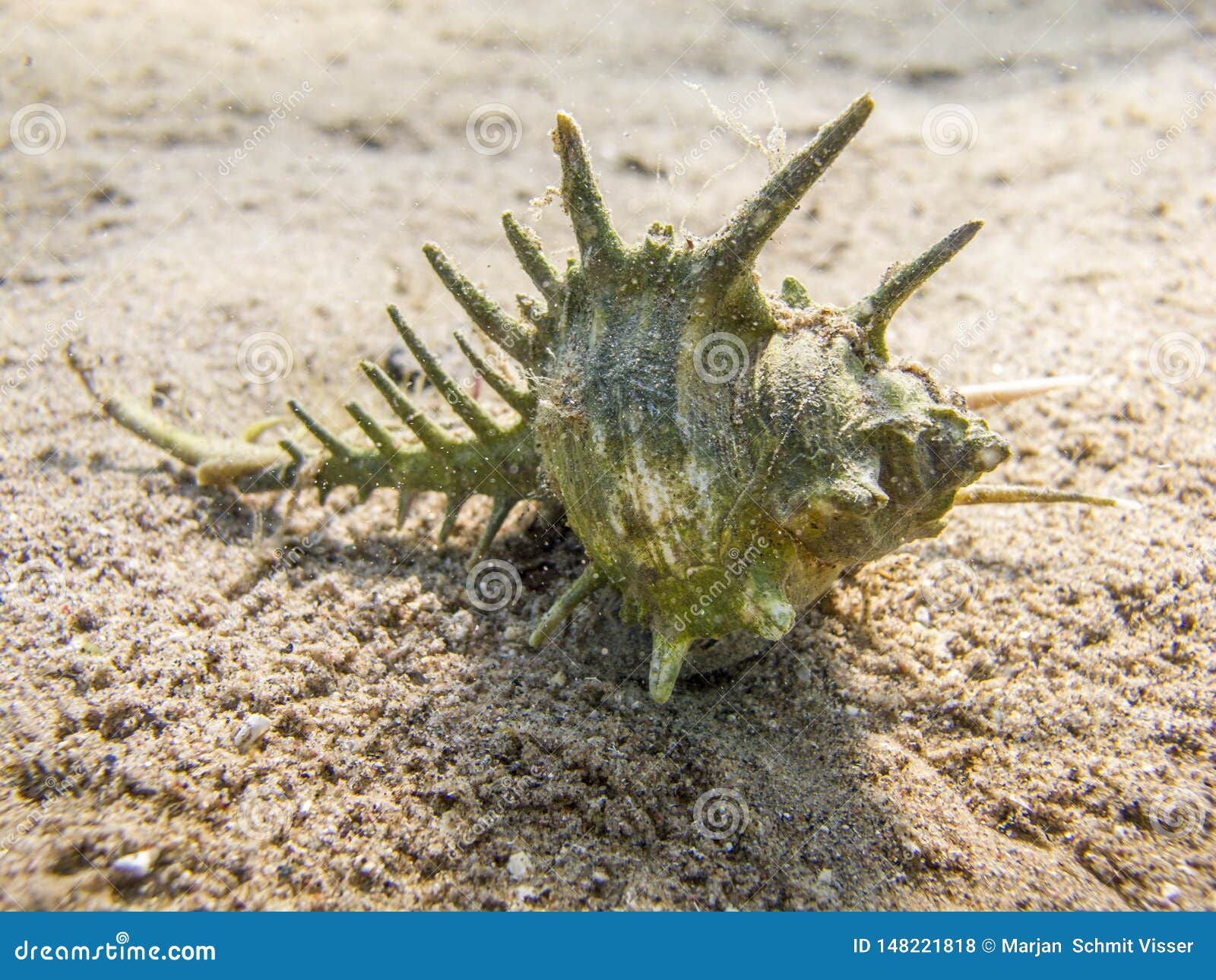 Comb Murex Shell on a Sandy Sea Bottom. Stock Photo - Image of molluscs ...