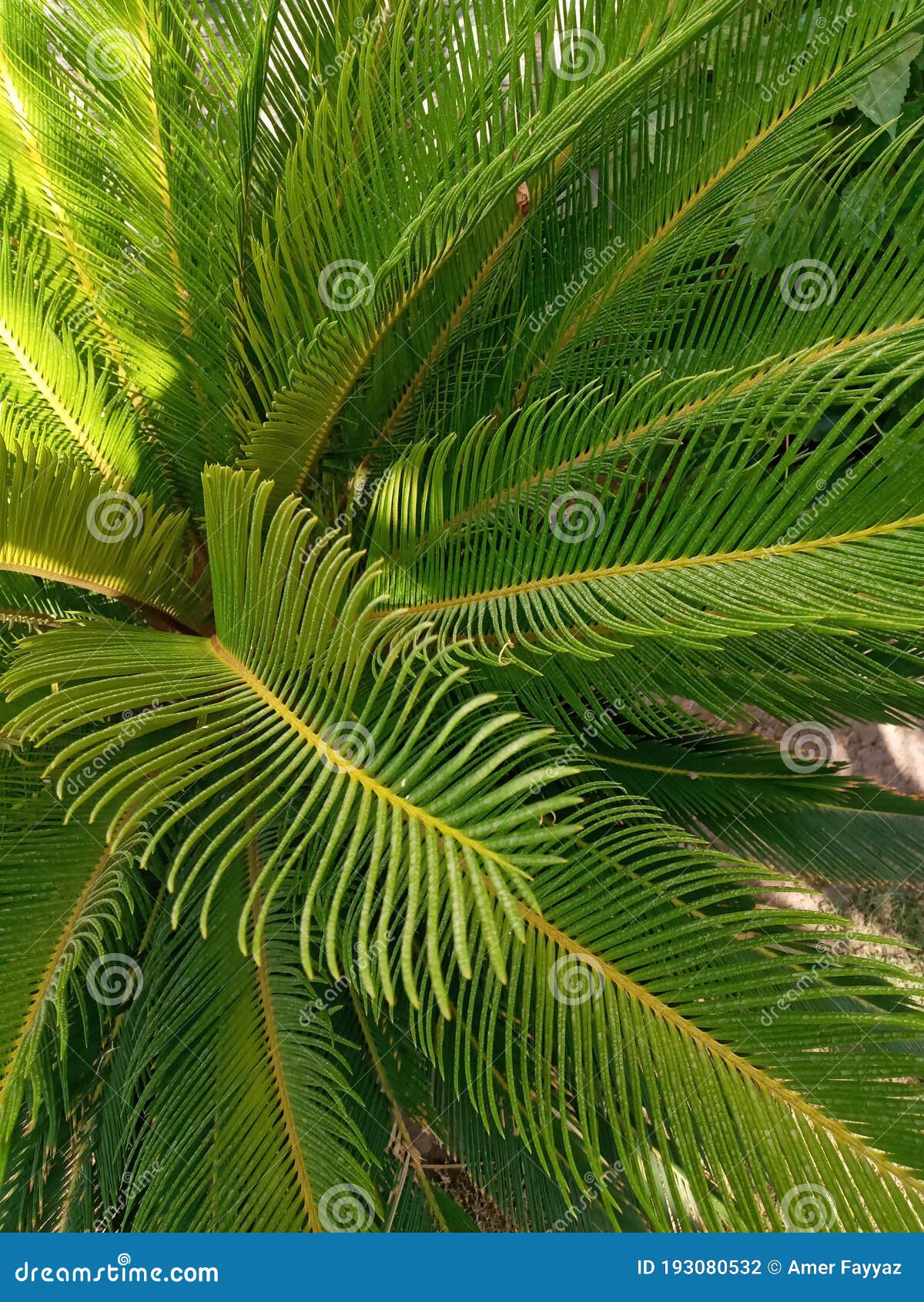 Comb Pam Leef Beautiful Picture Stock Photo - Image of vegetation ...