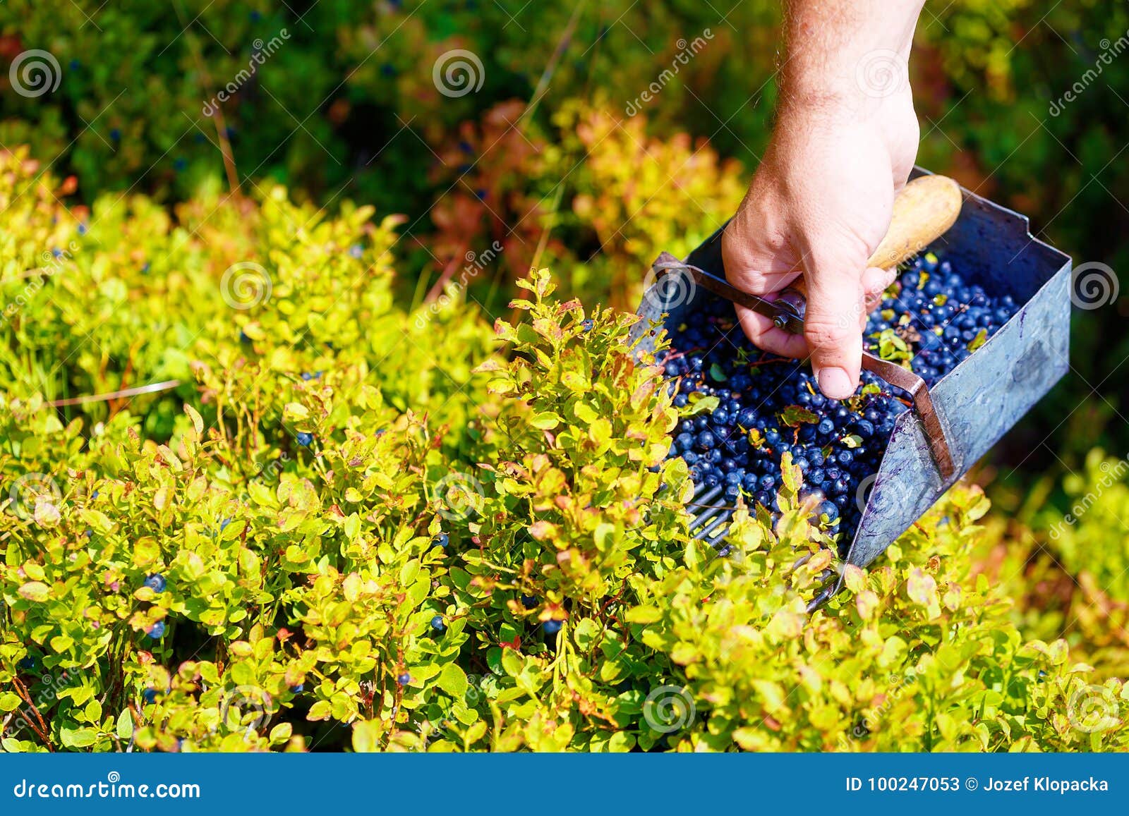 Comb for Picking Blueberries. Vaccinium Myrtillus in Nature. Stock ...
