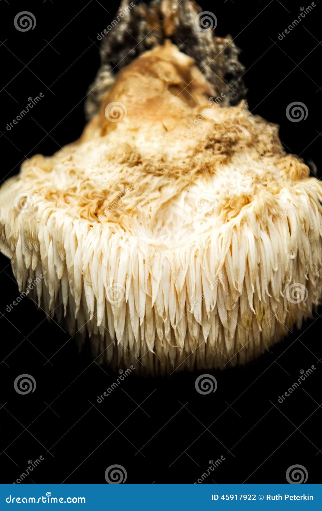Comb Tooth Mushroom stock photo. Image of organic, tooth - 45917922