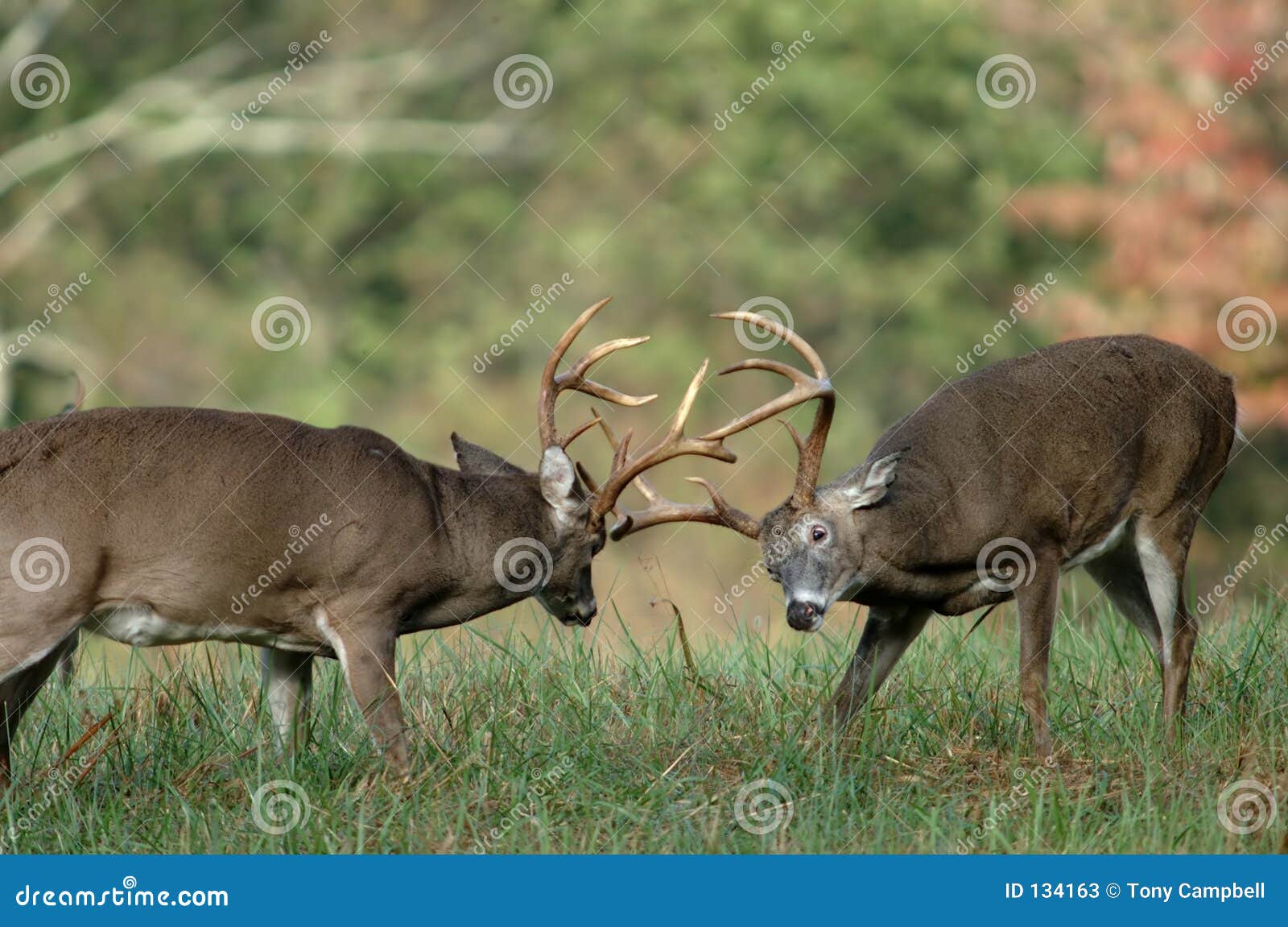 Combat De Cerfs Communs De Whitetail Image stock - Image du domination ...