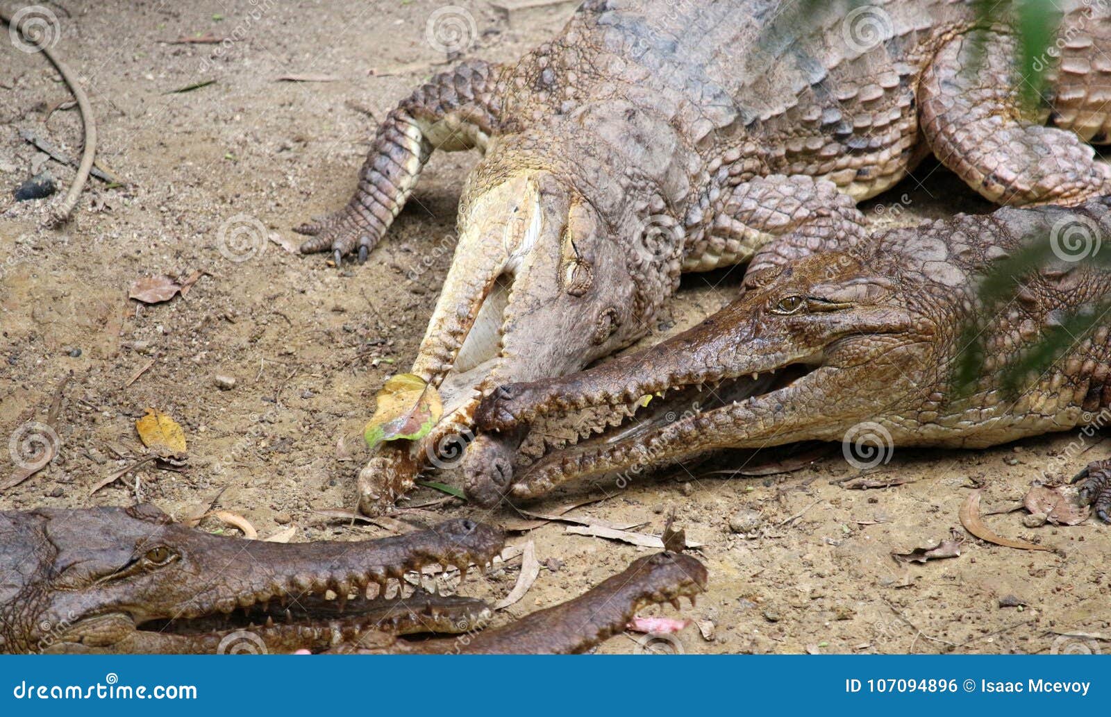 Combat de crocodiles photo stock. Image du over, crocodile - 107094896