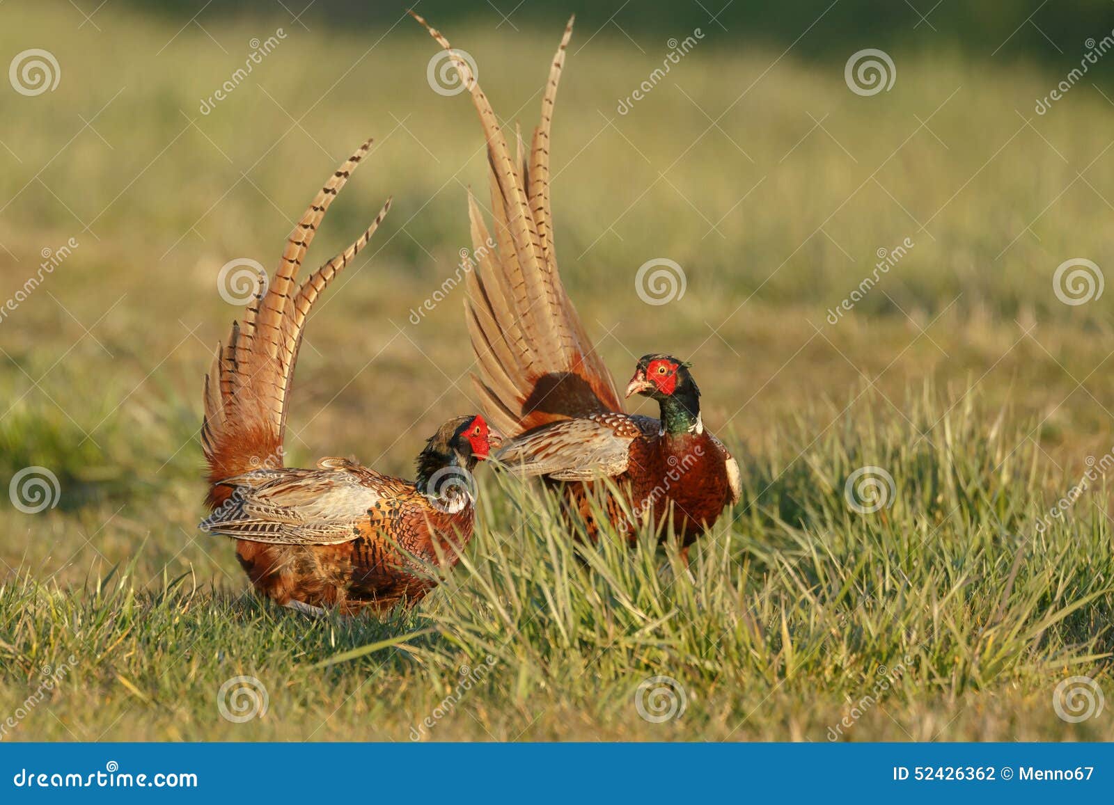 Combat de faisan photo stock. Image du orange, noir, oeil - 52426362