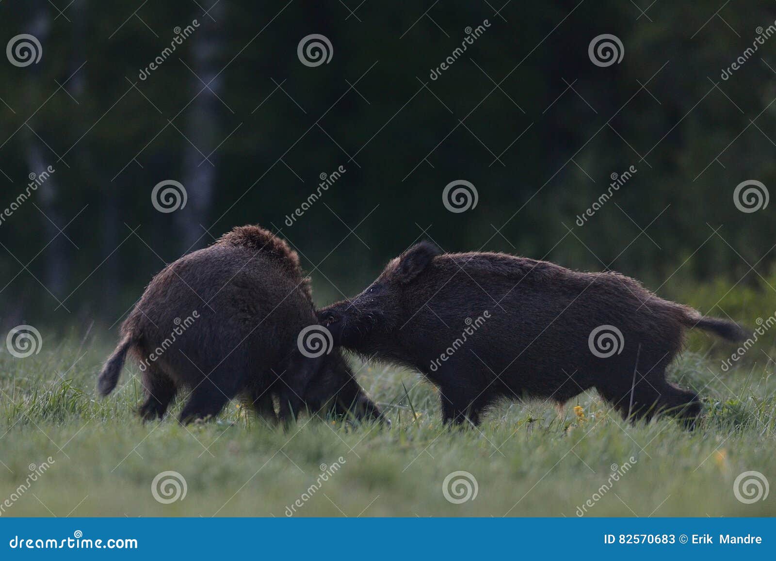 Combat de sanglier image stock. Image du foncé, robuste - 82570683