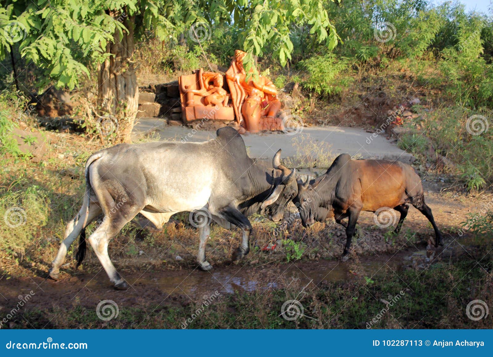 Combat de Taureau image stock. Image du enjeu, duel - 102287113