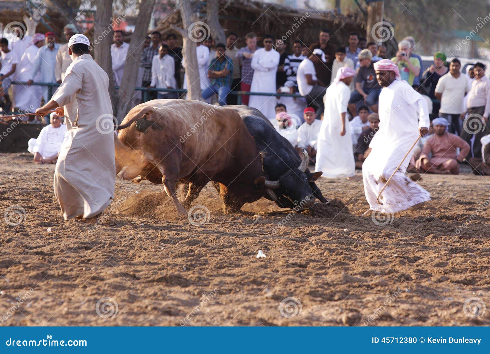Combat De Taureau Dans Fujeirah Image éditorial - Image du sang, arène ...