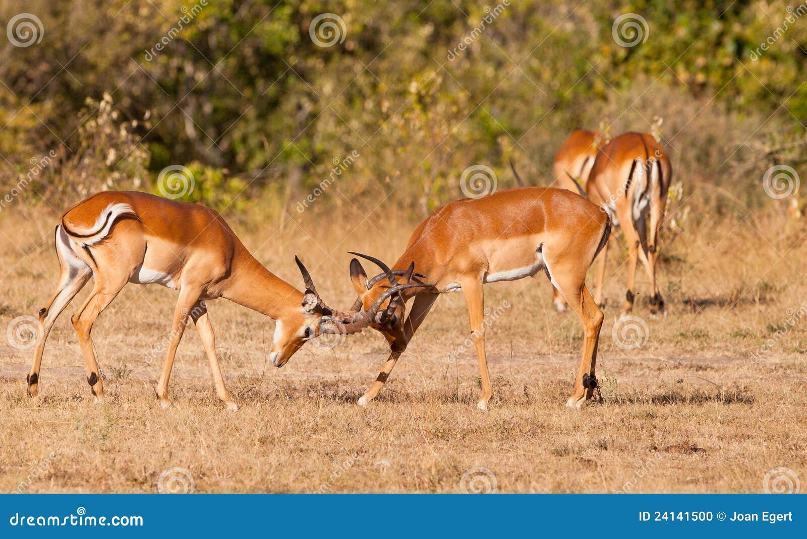 Combat Mâle D'antilopes D'Impala Photo stock - Image du kenya, animaux ...