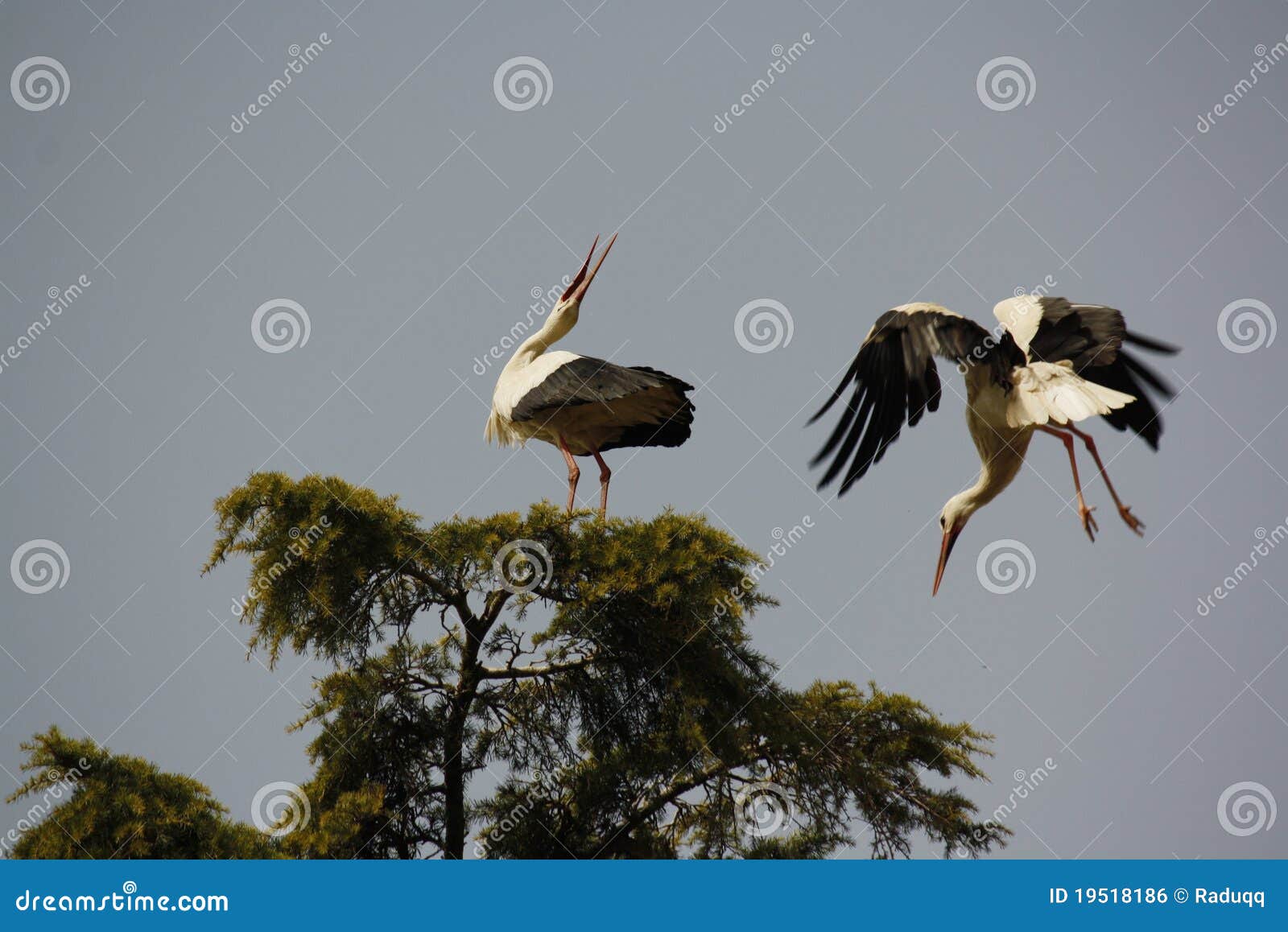 Combat moves stock photo. Image of spain, impressive - 19518186