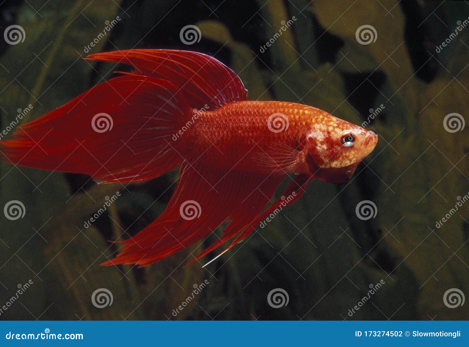 COMBATTANT betta splendens stock photo. Image of wildlife - 173274502