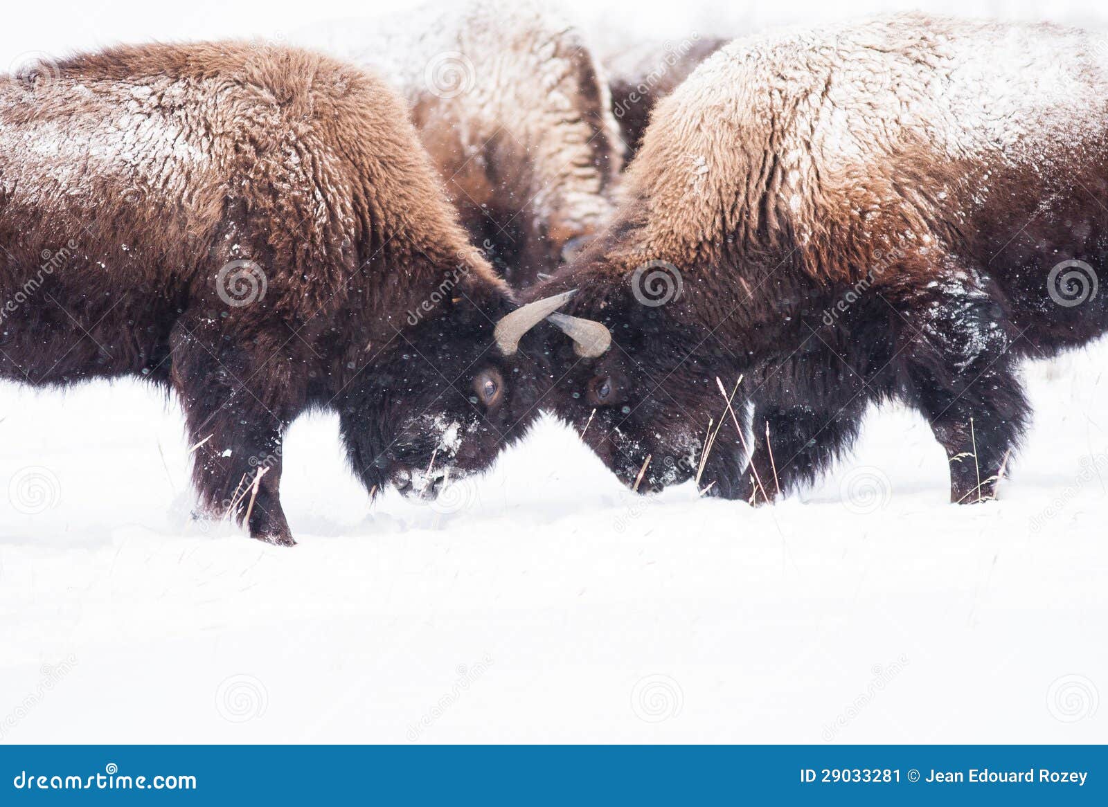 Combattimento dei bisonti immagine stock. Immagine di nave - 29033281