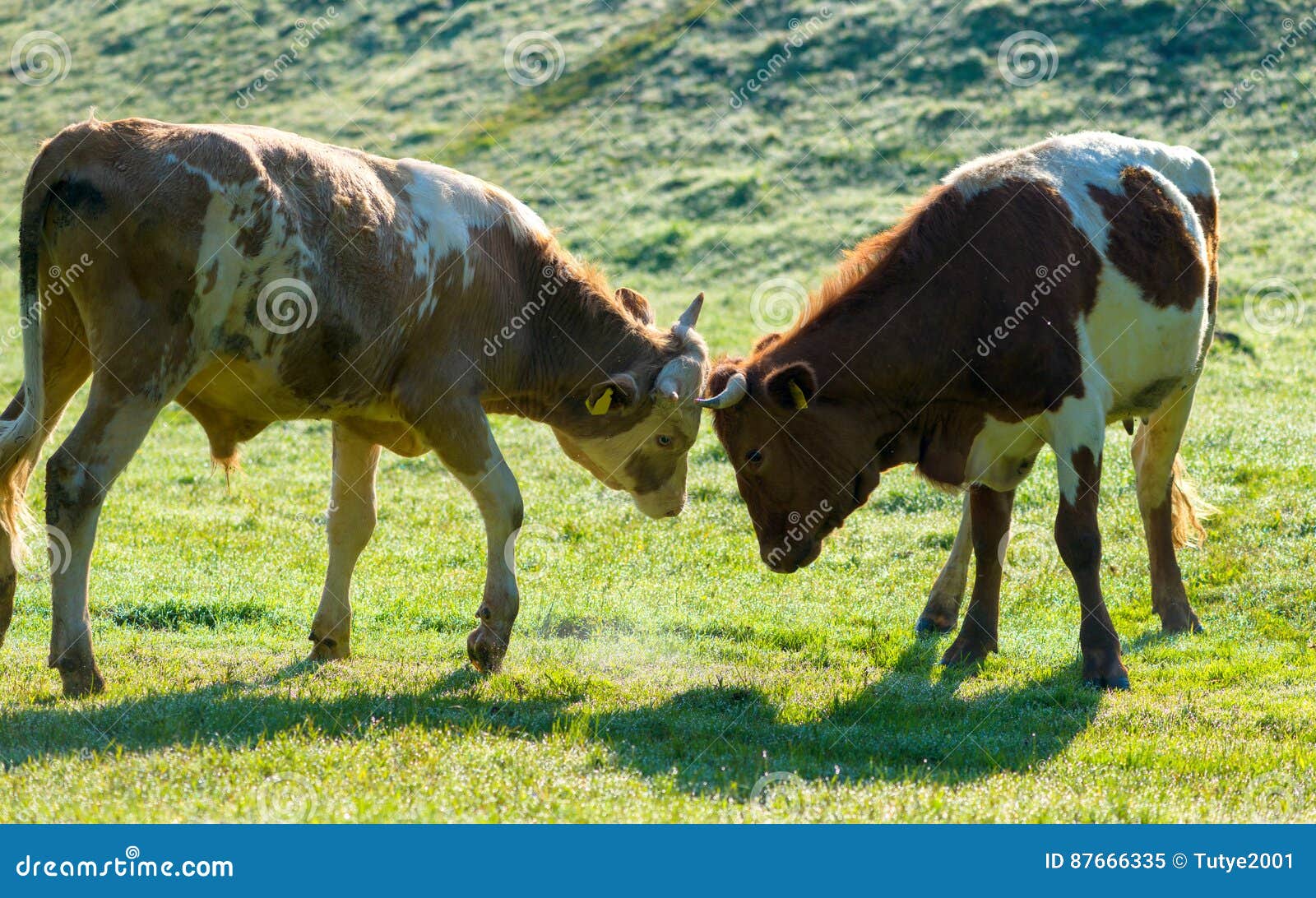Combattimento Della Mucca E Del Toro Immagine Stock - Immagine di campo ...