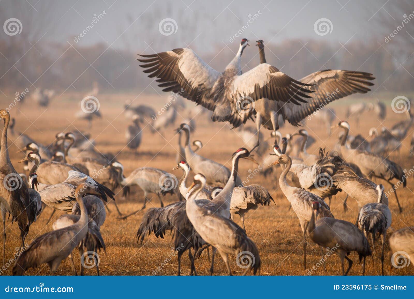 Combattimento delle gru immagine stock. Immagine di africa - 23596175