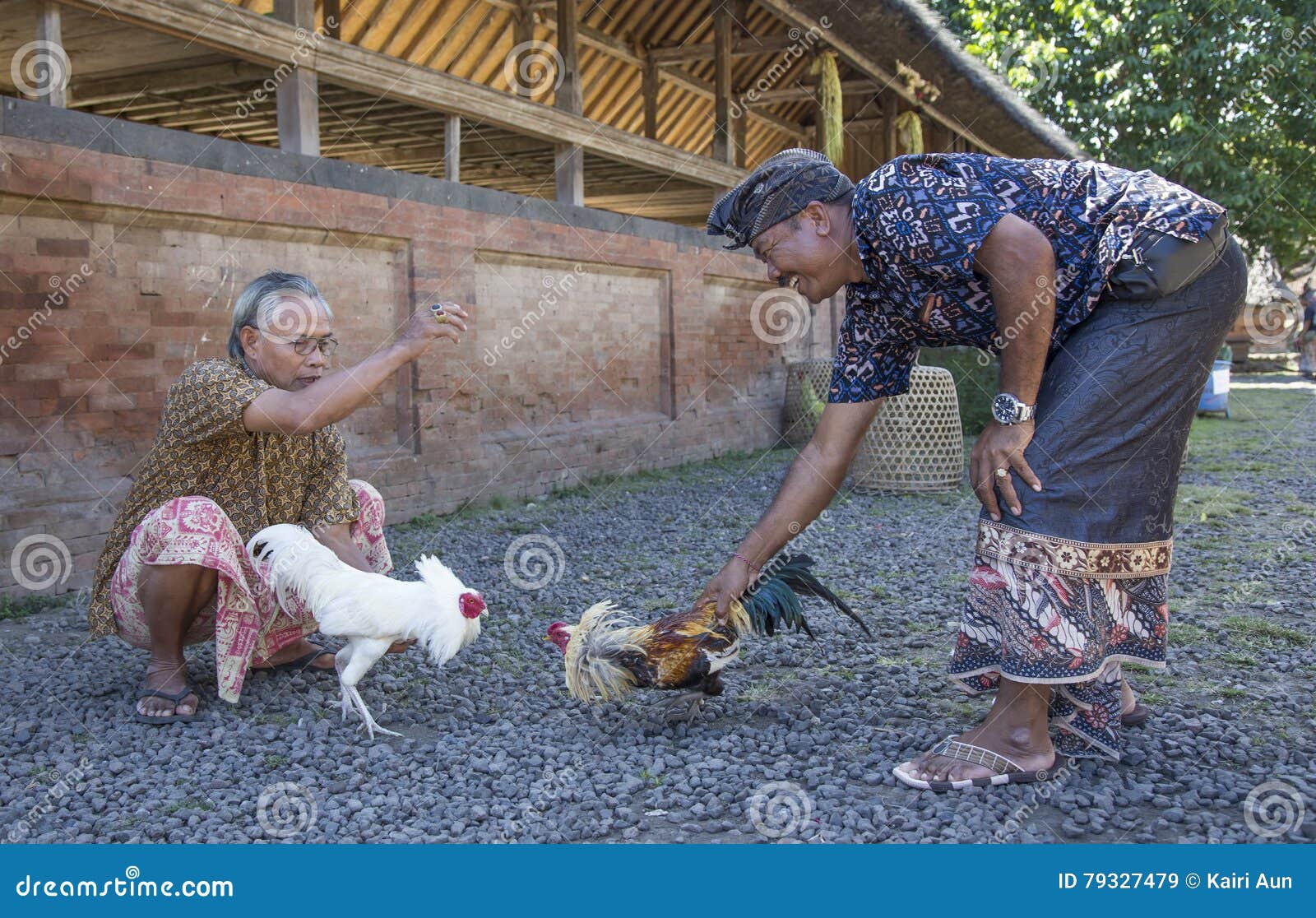 Combattimento Di Galli in Bali Rurale Immagine Stock Editoriale ...