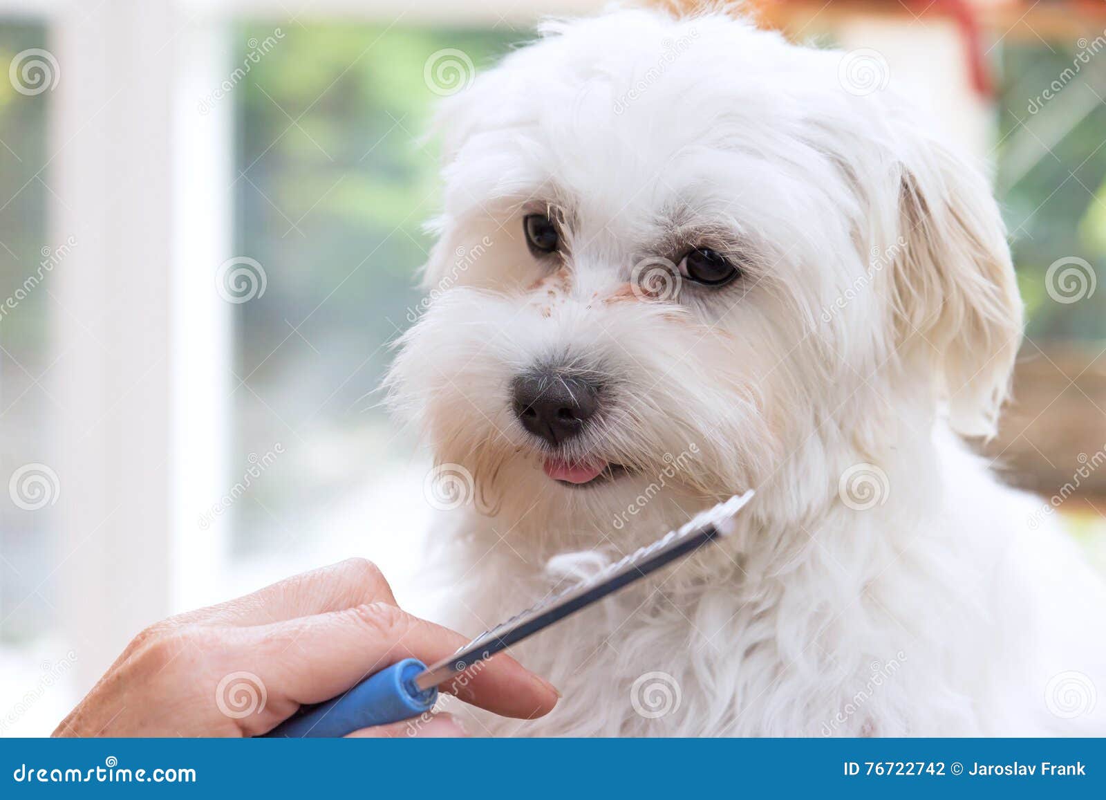 Combed White Dog is Looking at the Camera Stock Photo - Image of canine ...