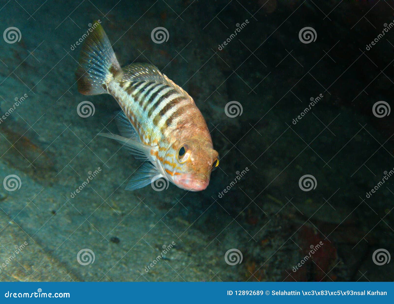 Comber stock image. Image of mediterranean, shore, ocean - 12892689