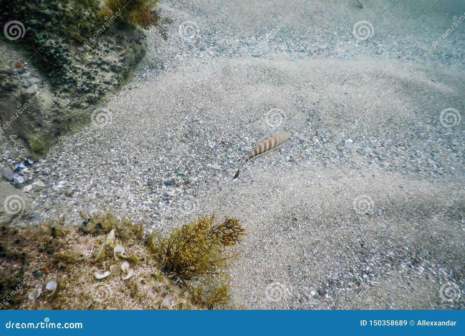 Comber Fish Serranus Cabrilla Underwater Scene, Underwater Life Stock ...
