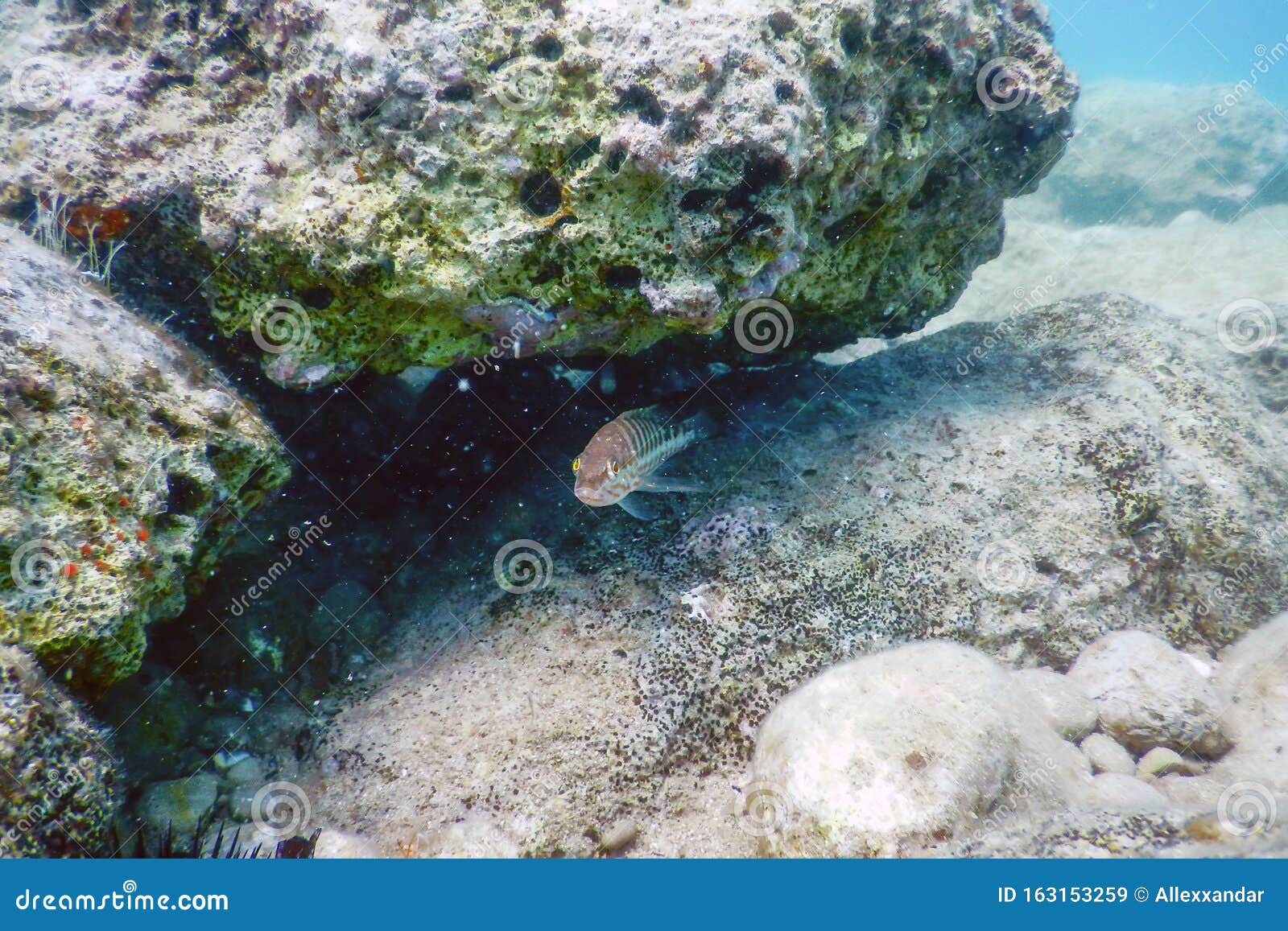 Comber Fish Serranus Cabrilla Underwater Scene, Underwater Life Stock ...