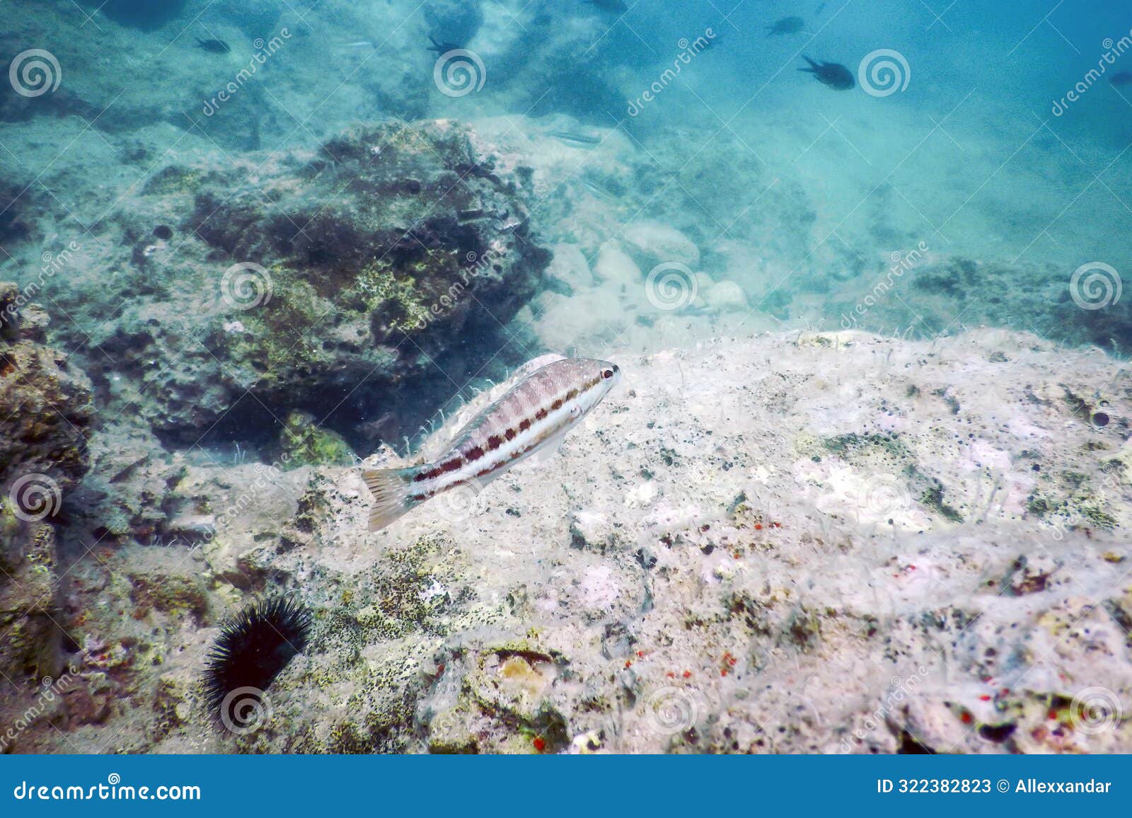 Comber Fish (Serranus Cabrilla) Underwater Scene, Stock Image - Image ...