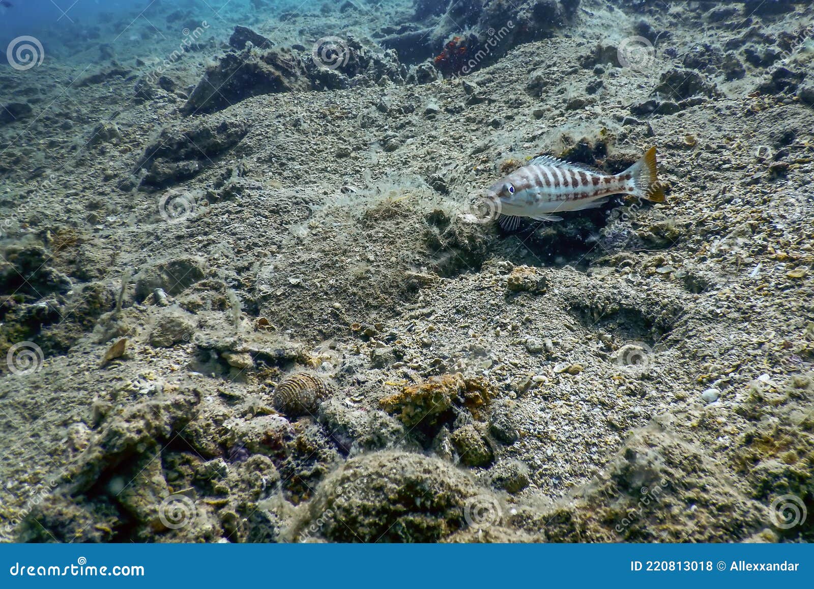 Comber Fish Serranus Cabrilla Underwater Scene Stock Photo - Image of ...