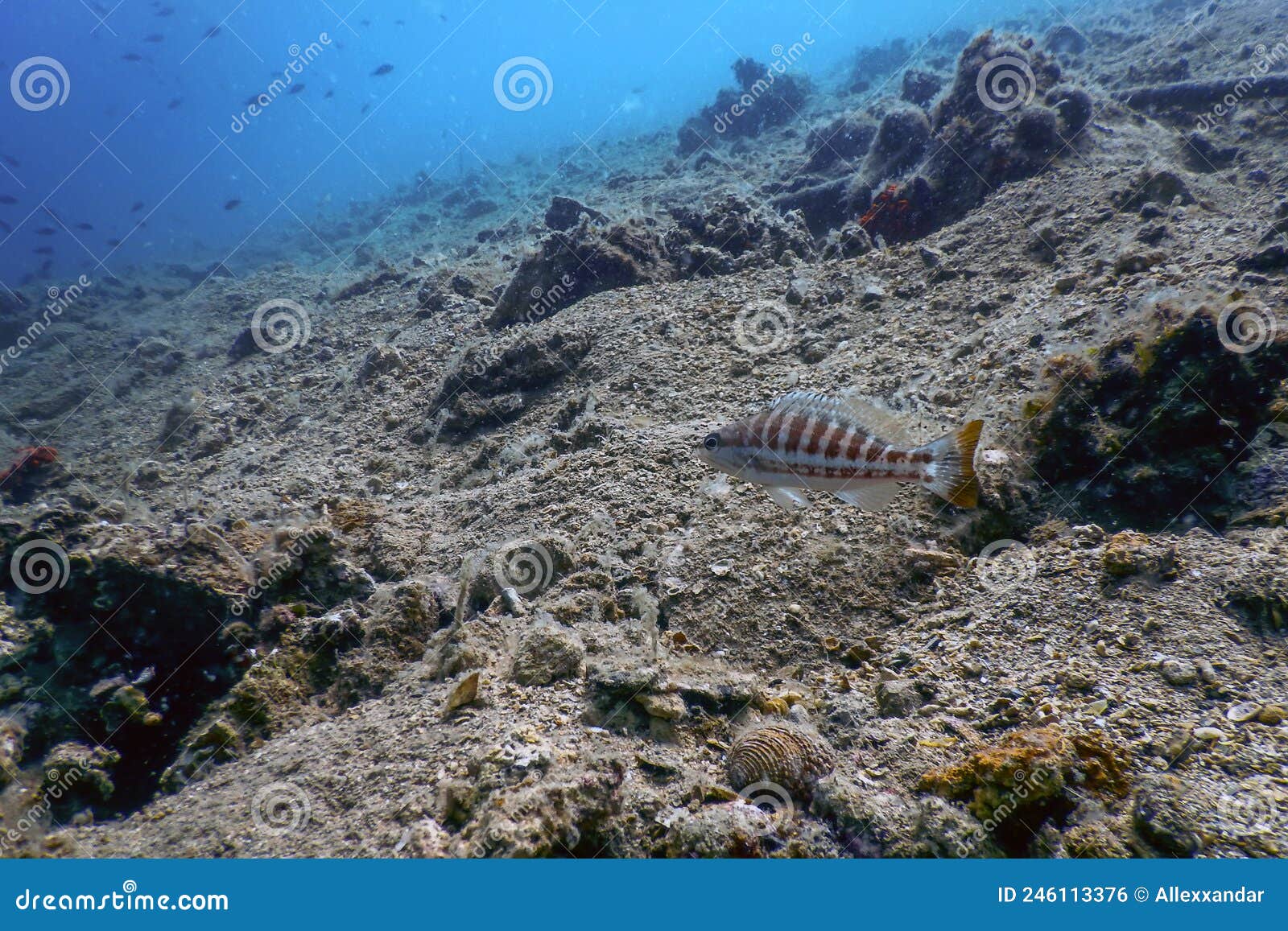 Comber Fish Serranus Cabrilla Underwater Scene Stock Photo - Image of ...