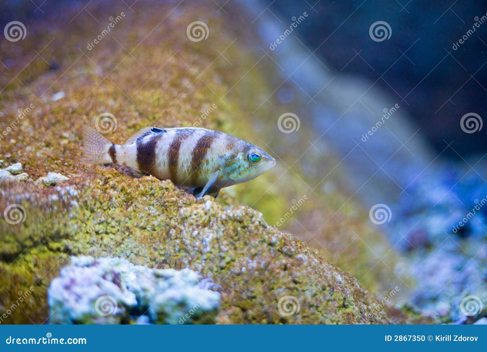 Comber fish underwater stock photo. Image of swimming - 2867350